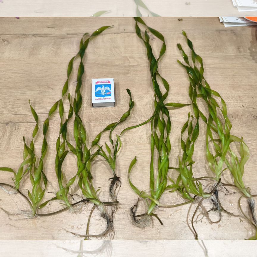 Валиснерия спиральная