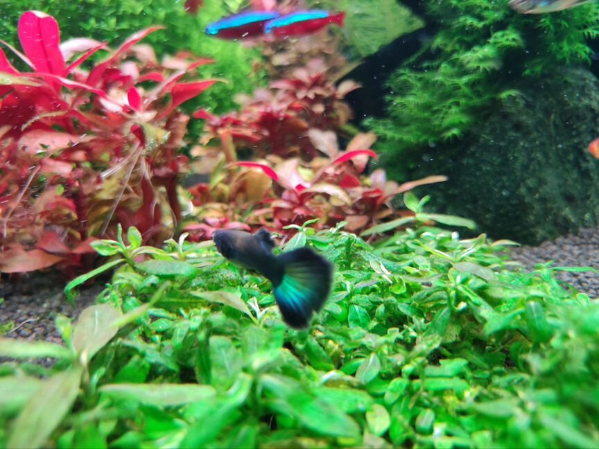 Гуппи малахит (чистая линия)