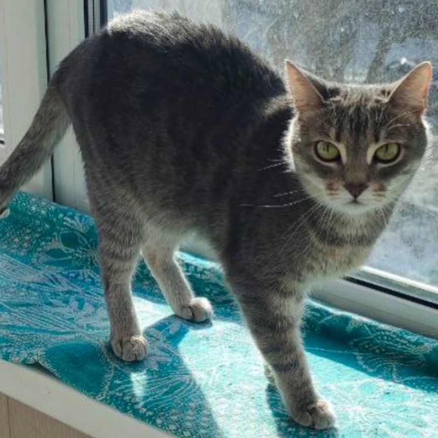 Взрослая, кошка в добрые руки