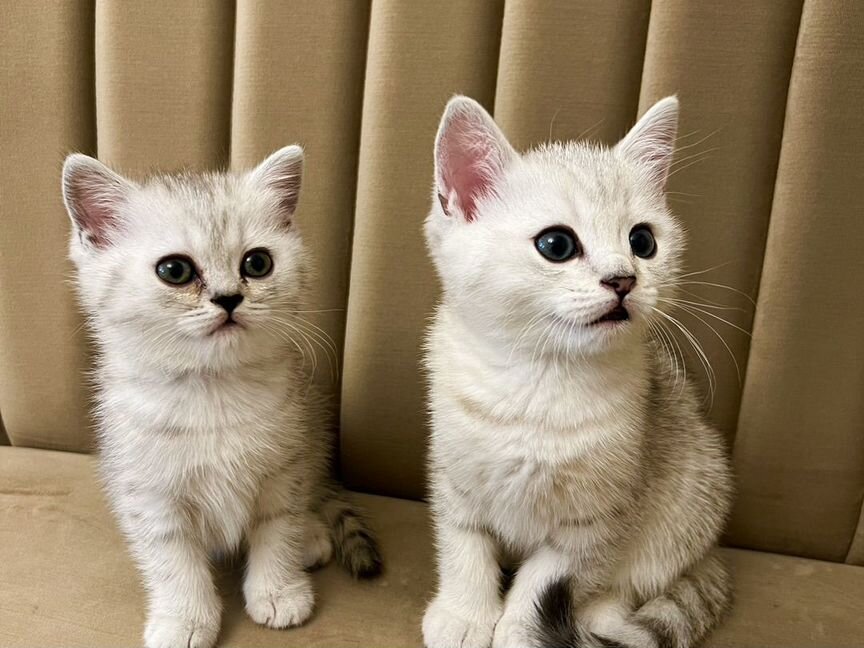 Шотландские прямоухие котята