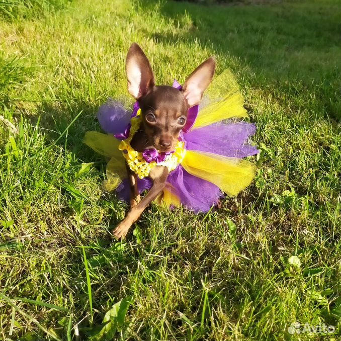 Шоколадная Балерина тоечка