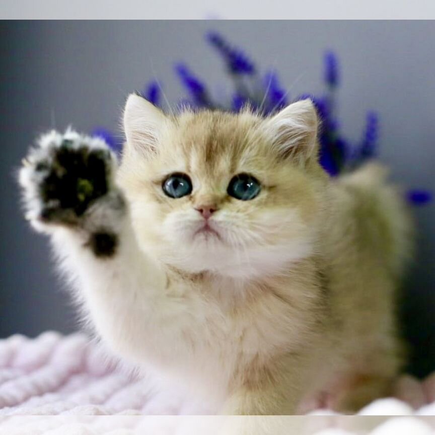 Британский короткошёрстный котёнок