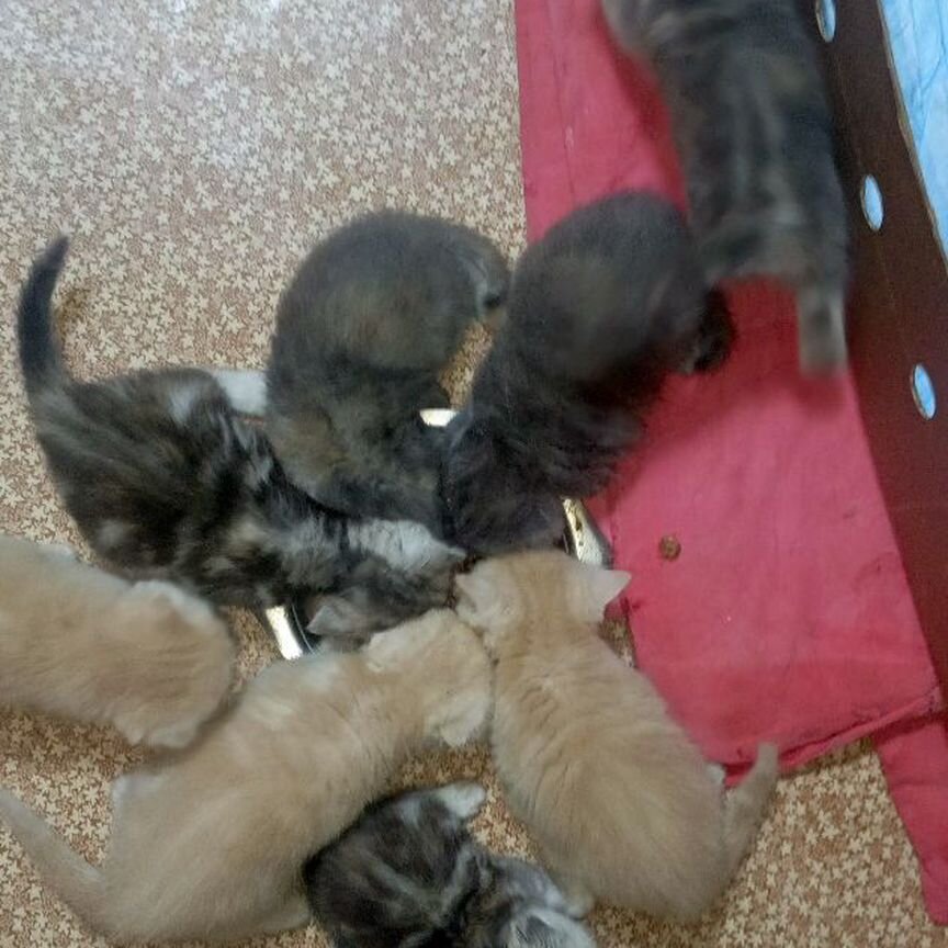 Шотланские котята