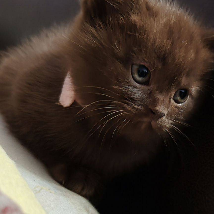 Продам британских котят