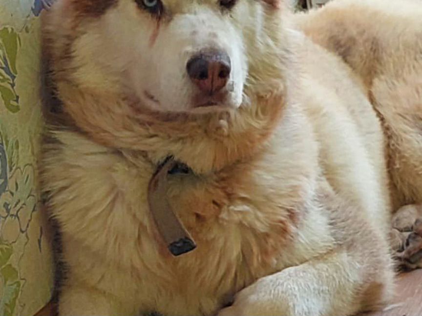 Аляскинский маламут