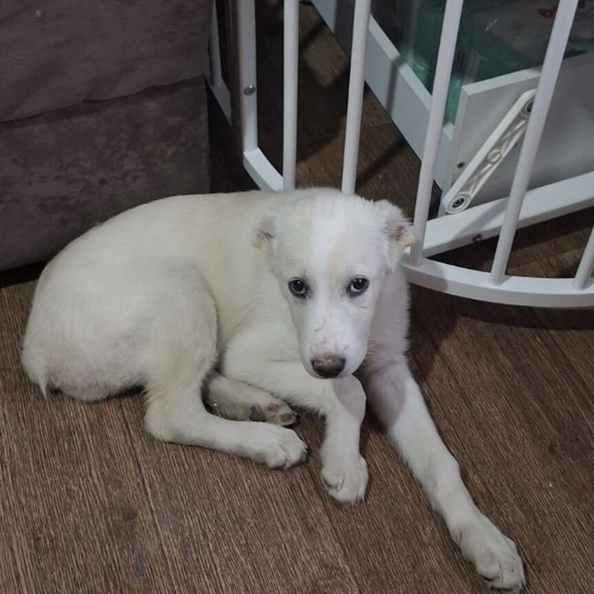 Среднеазиатская овчарка, щенок