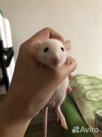 Крыса дамбо мальчики