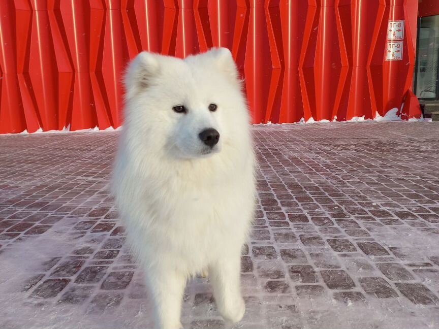 Самоед вязка