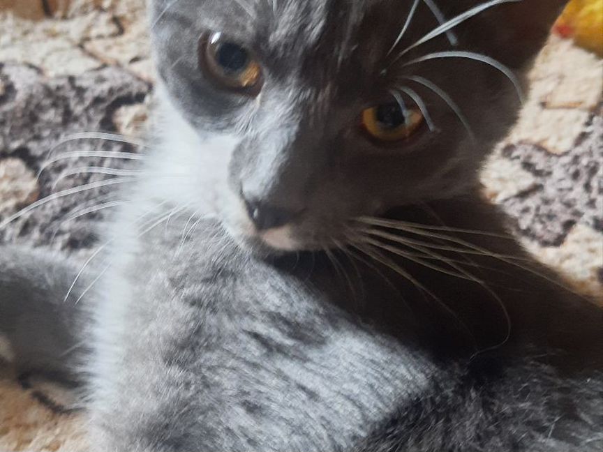 Котёнок мальчик