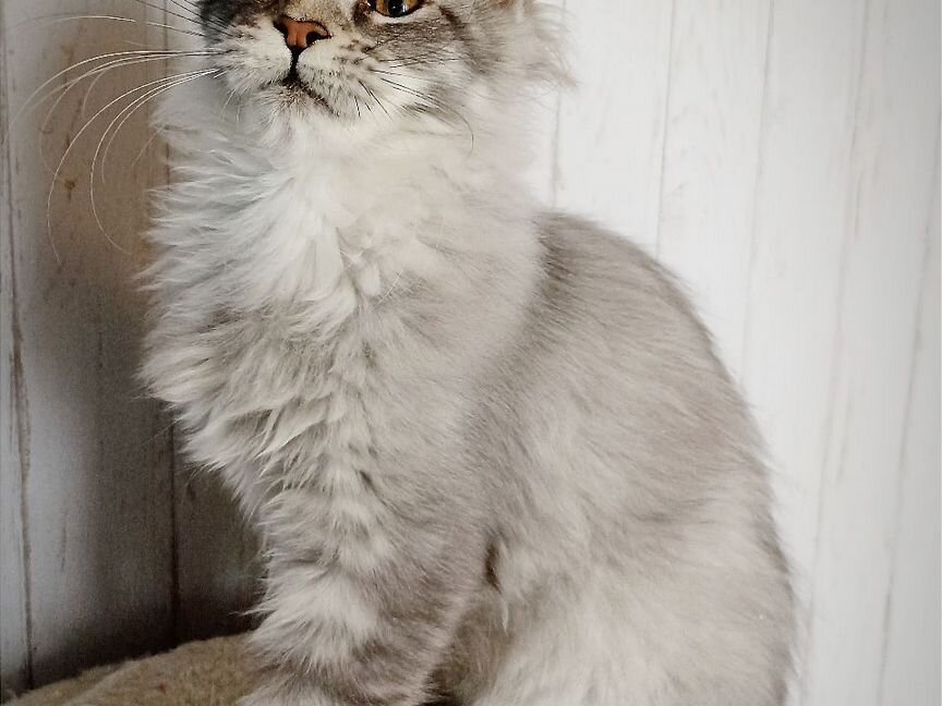 Мейн-кун кошечки серебро