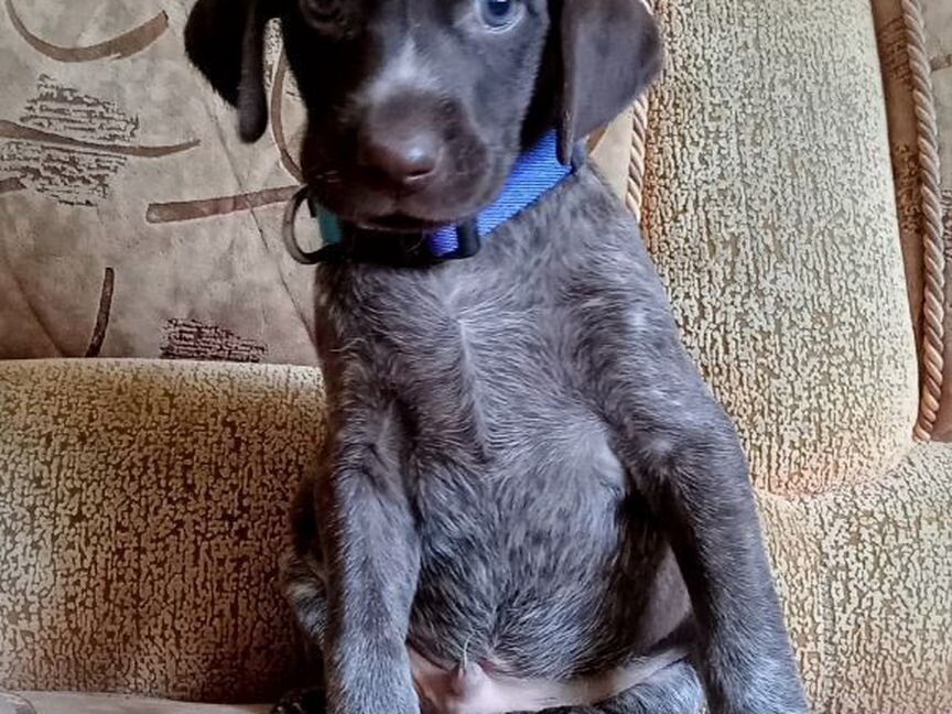 Щенок курцхаара