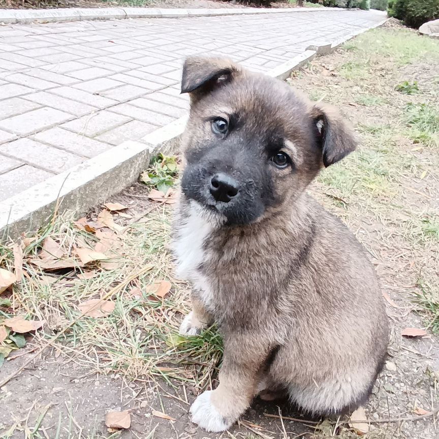 Щенок кобель 1,5 мес. от полуовчарки