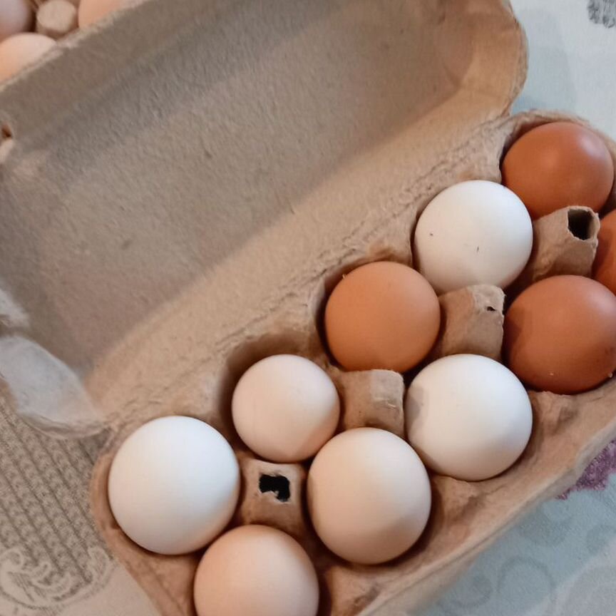 Инкубационное яйцо кур