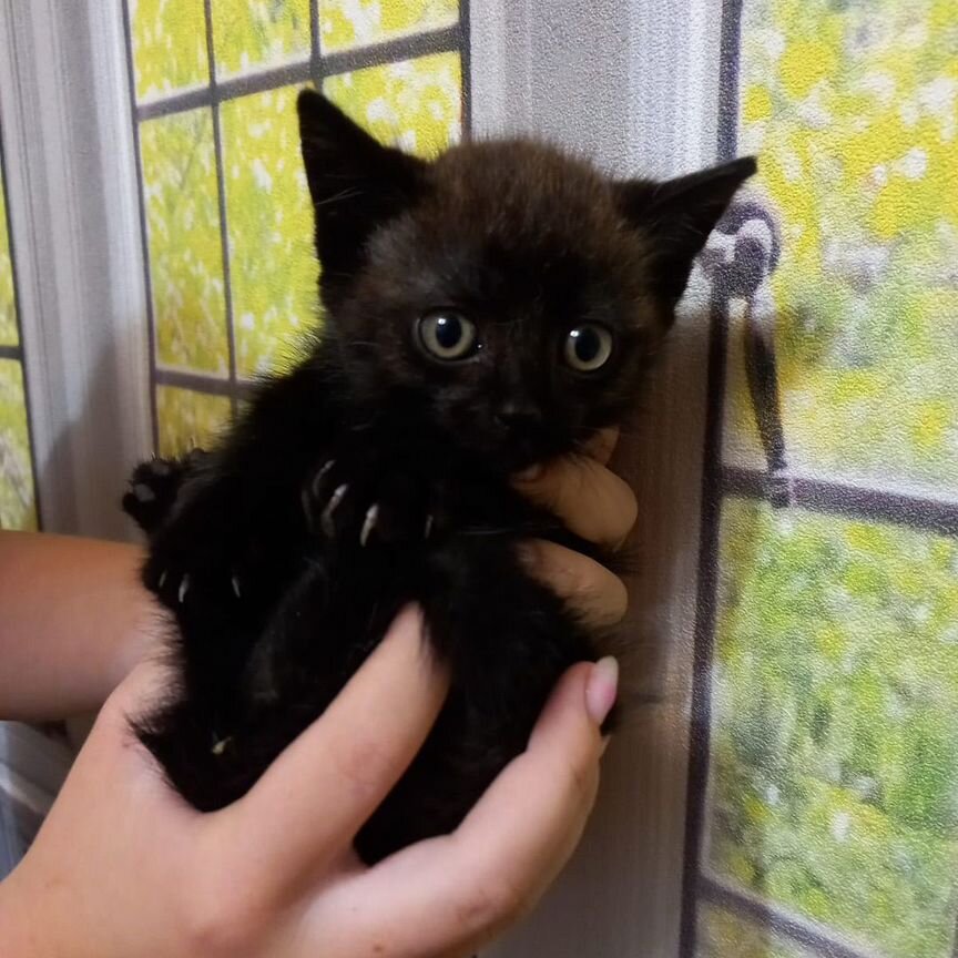 Кошки в добрые руки