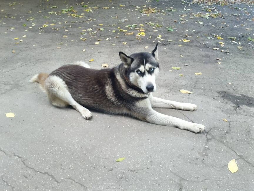 Жизненно нужен дом