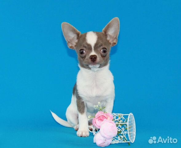Чихуахуа, роскошная малышка