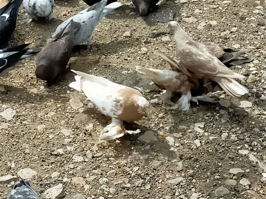 Голубь капканов