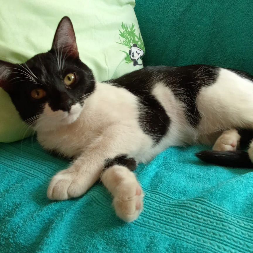 Котенок ласковый мальчик красавчик