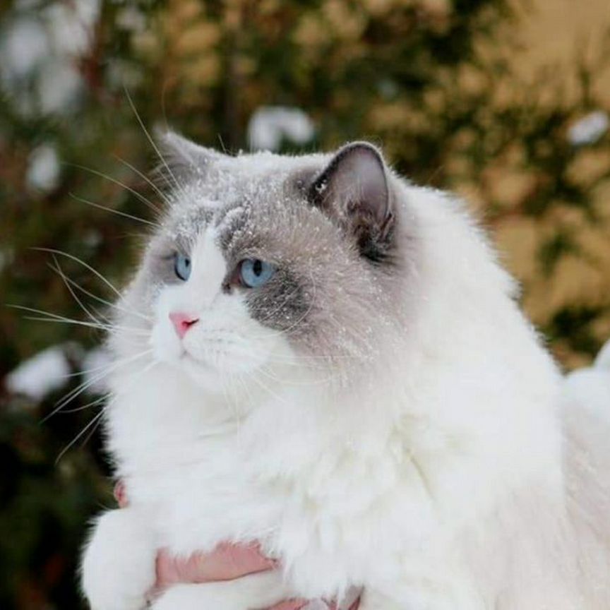 Кот Рэгдолл(Регдолл) WCF вязка
