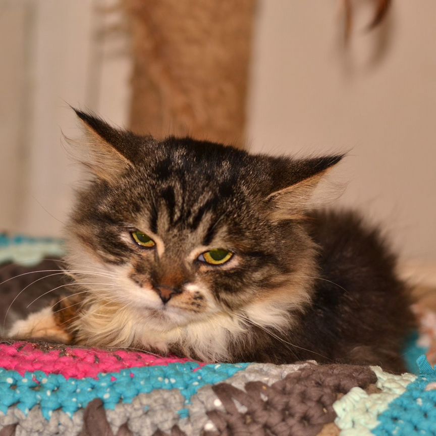 Котенок мальчик ищет дом