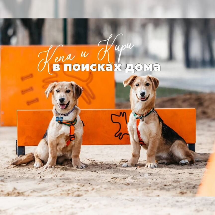 Щенок в добрые руки