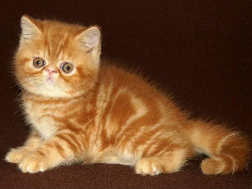 Экзотическая Мандаринка