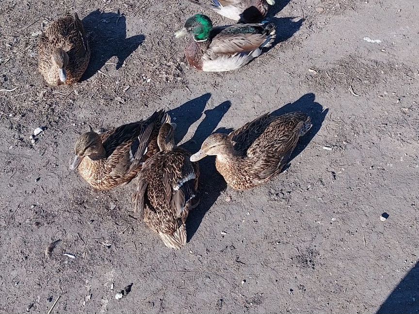 Продам уток и селезней