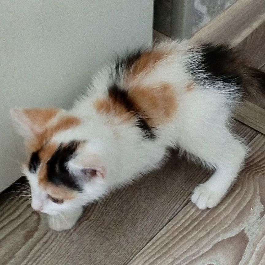 Котёнок в добрые руки