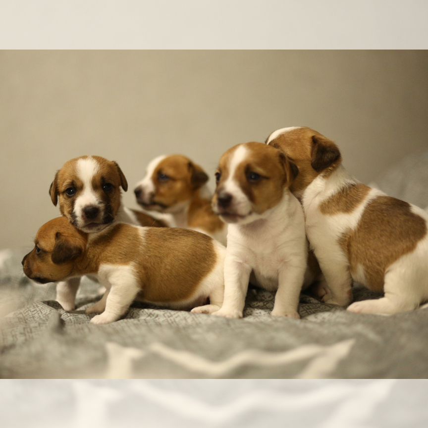 Джек-рассел-терьер, щенок