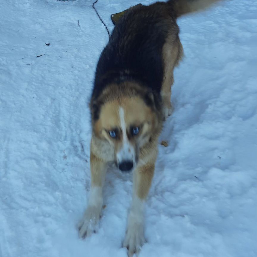 Взрослый пёс в добрые руки