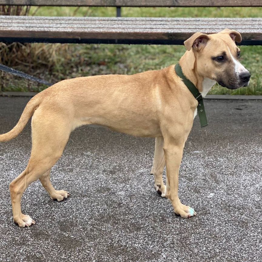 Американский стаффордширский терьер, щенок