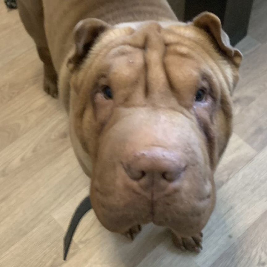 Шарпей, взрослый пёс