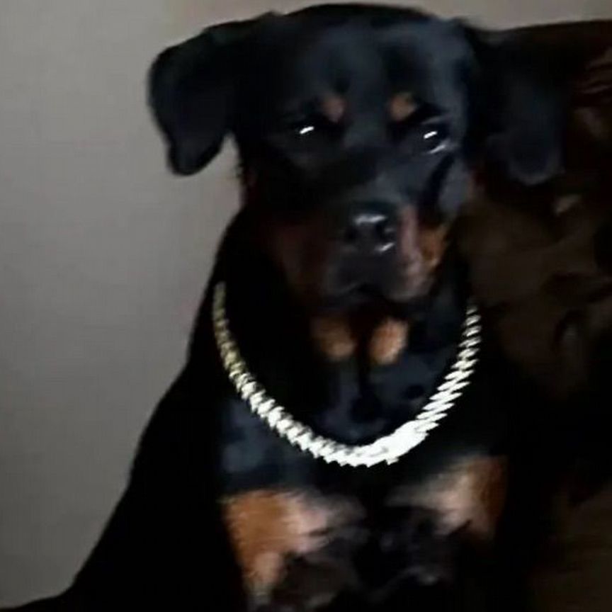 Ротвейлер, взрослая собака