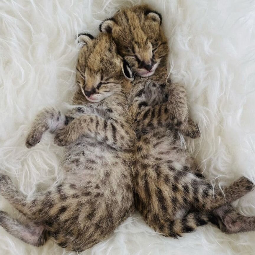 Экзотический короткошёрстный котёнок