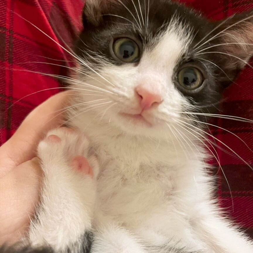 Милый, ласковый котенок, 2 месяца