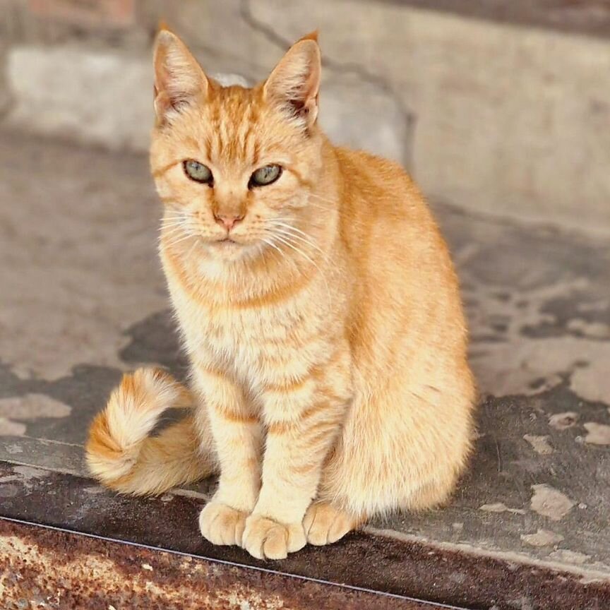 Кошка в добрые руки