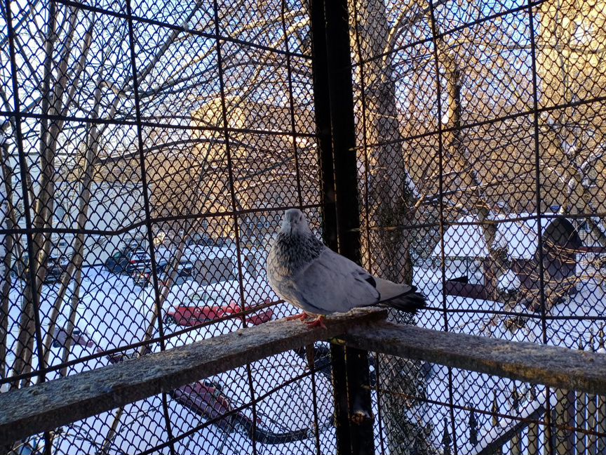 Голубка - 2022 года