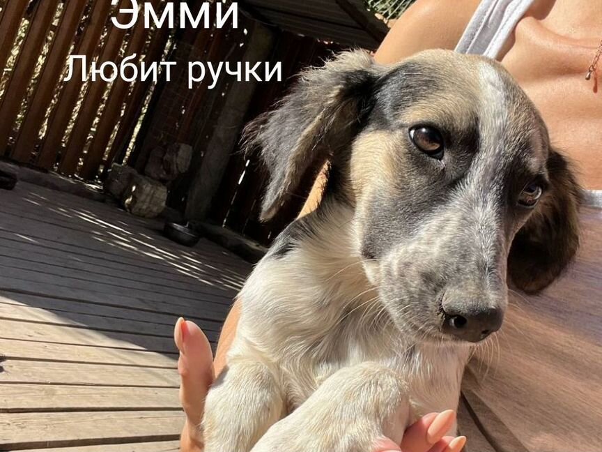 Щенок девочка в добрые руки