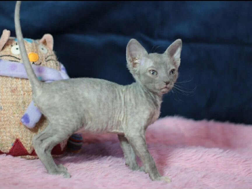 Уральский рекс.,короткая девочка