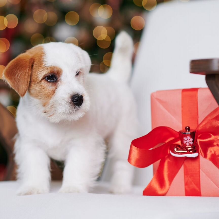 Джек-рассел-терьер, щенок