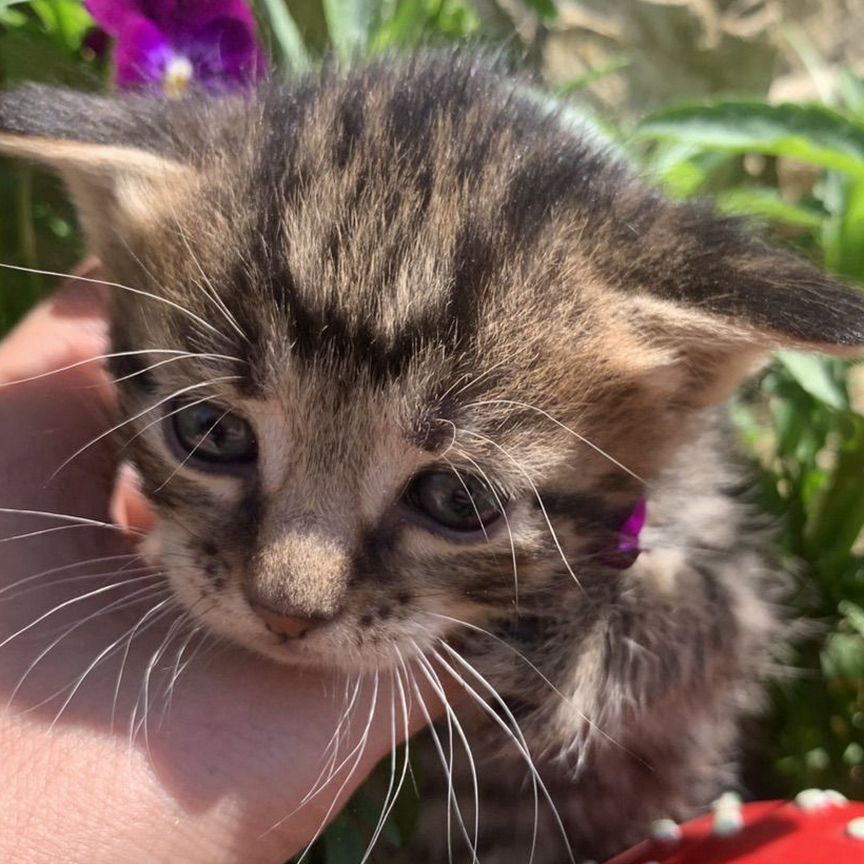 Котёнок в добрые руки