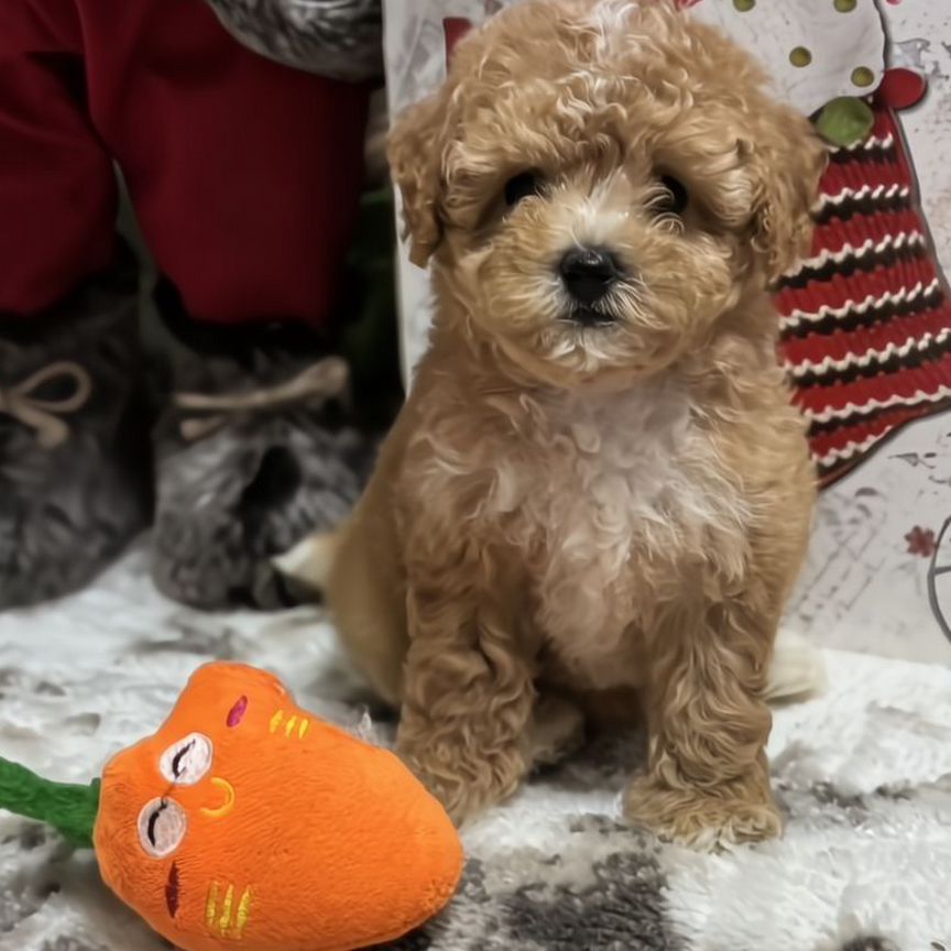 Мальтипу, щенок