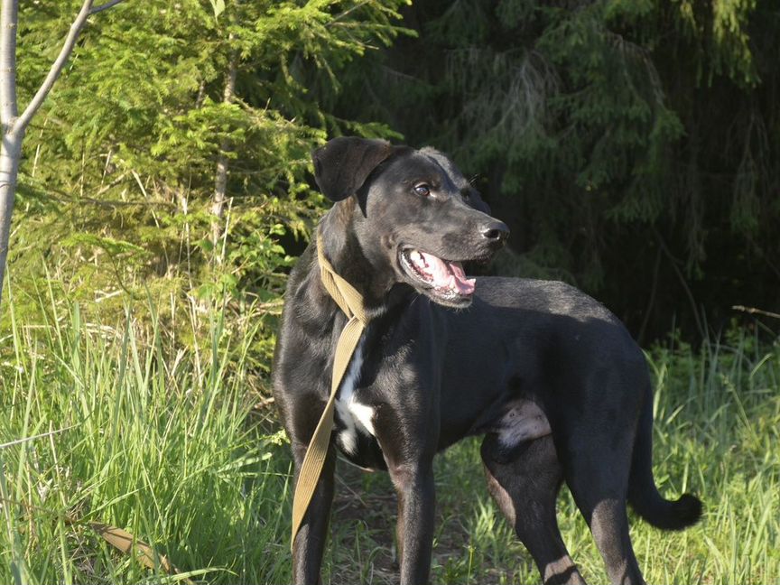 Самый элегантный и грациозный пес Банни