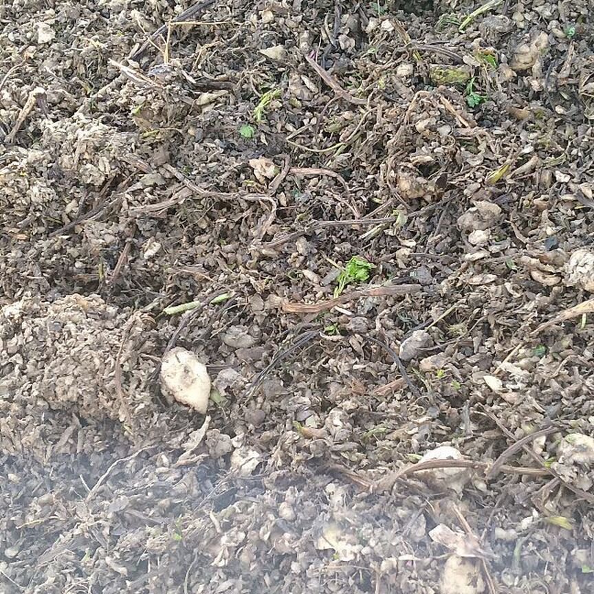 Жом,хвостики