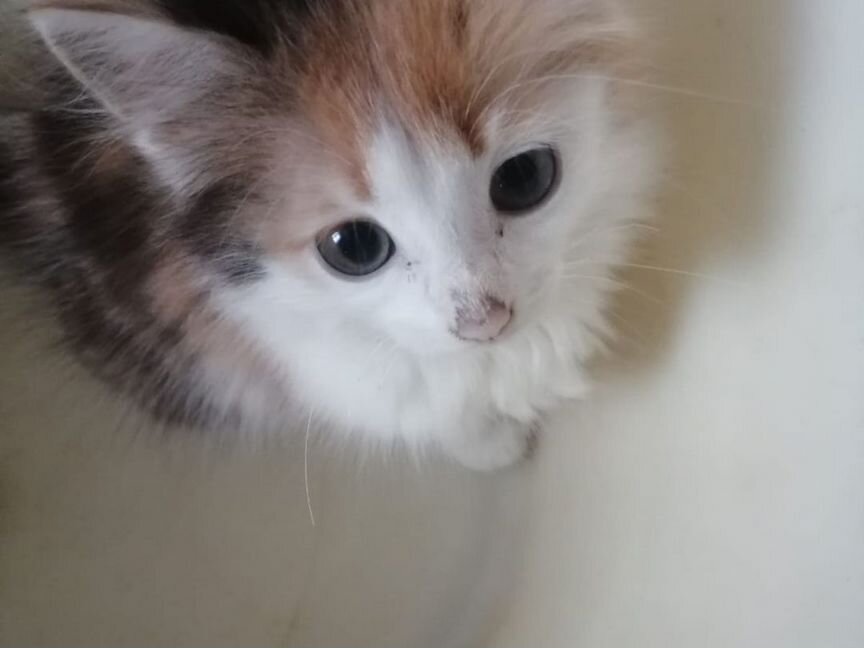 Котенок девочка 2,5 месяца