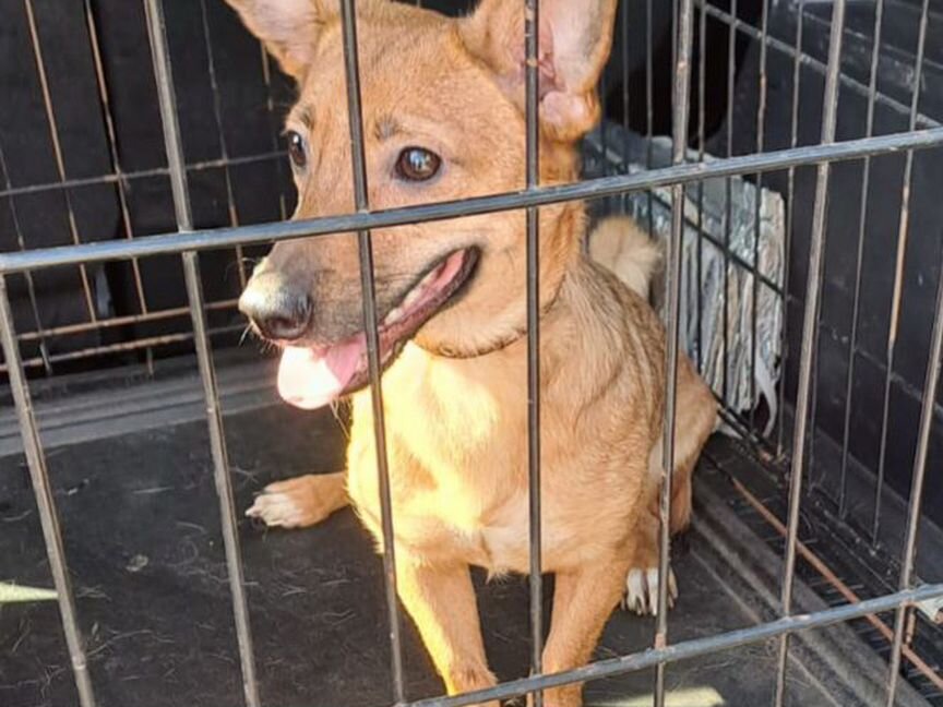 Маленькая собака в добрые руки бесплатно