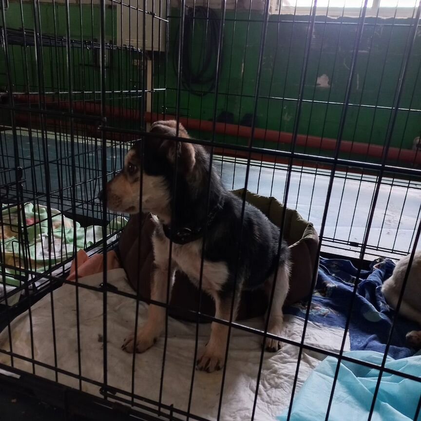 Щенок в добрые руки