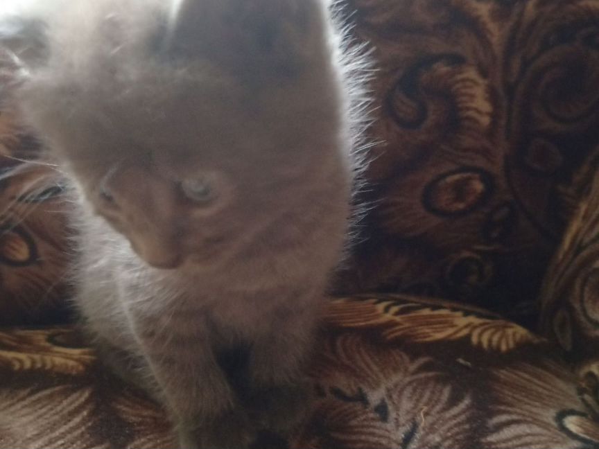 Котята до 2 месяцев