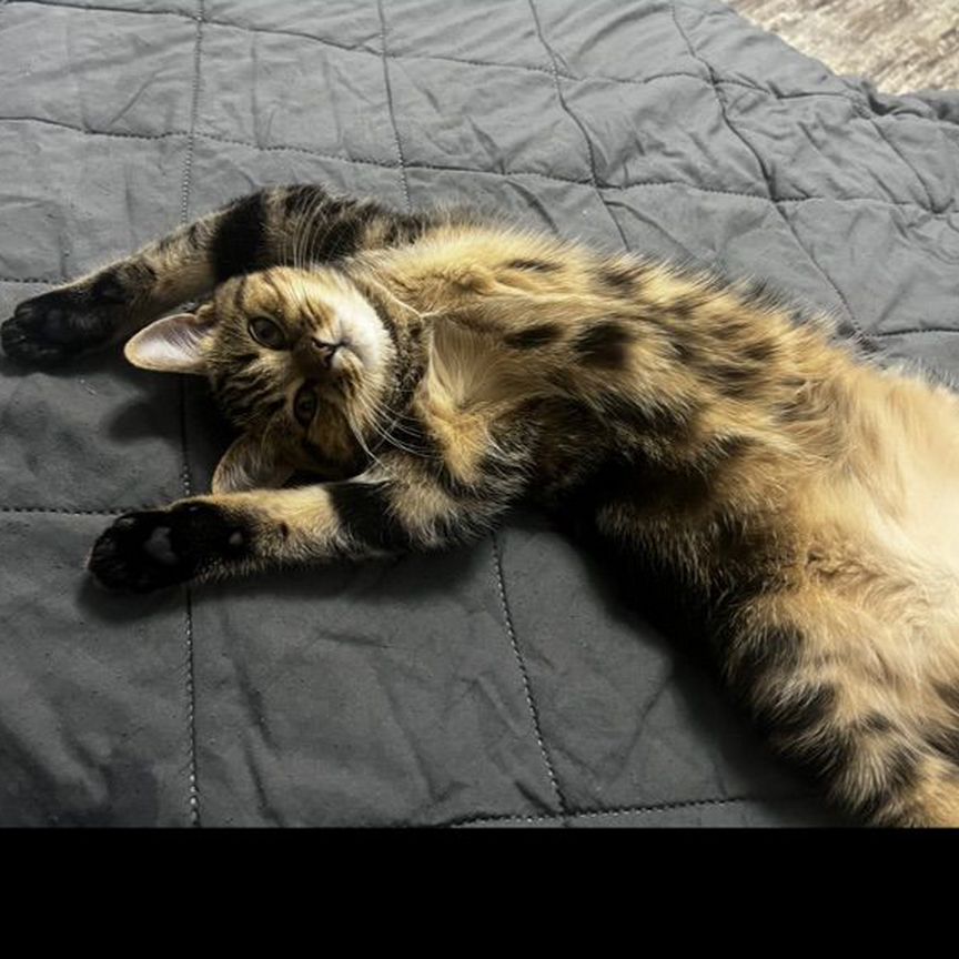 Британский короткошёрстный котёнок