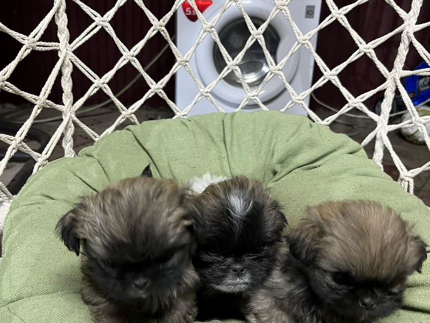 Щенки пекинеса